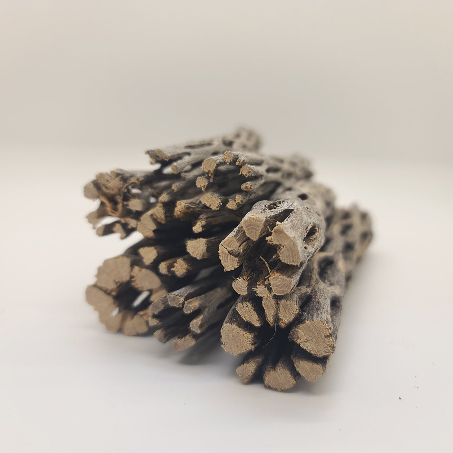 Cholla wood | Ryan's Fish Shop