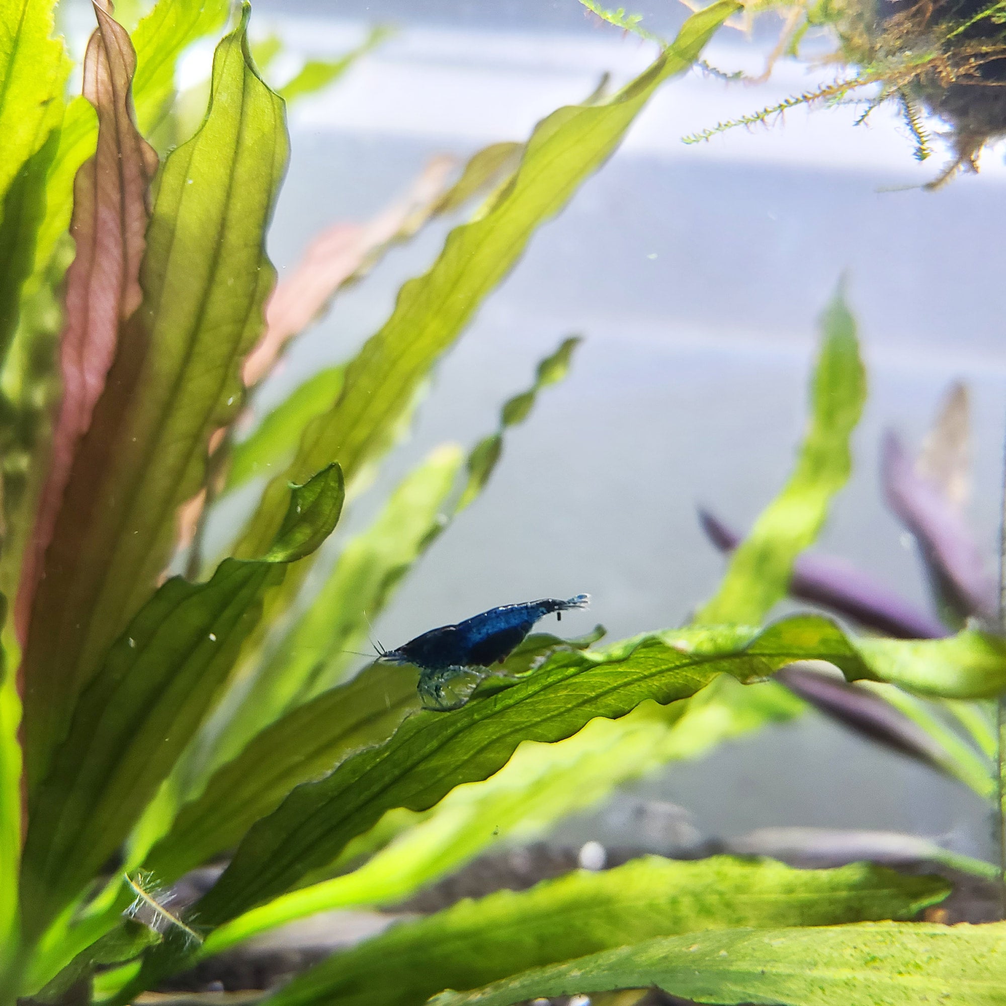 Blue dream shrimp (neocaridina davidi) | Ryan's Fish Shop