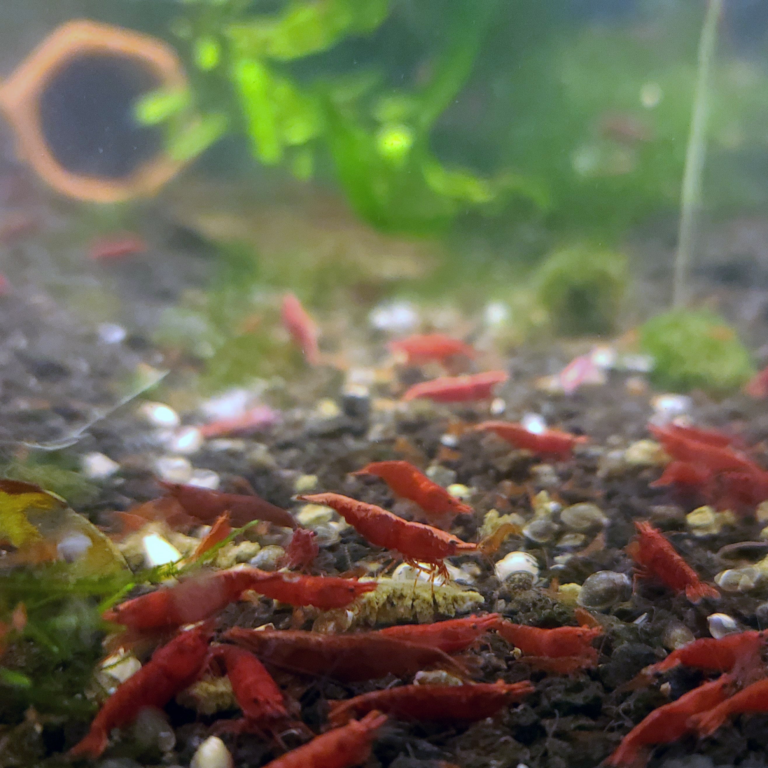 Red cherry shrimp (neocaridina davidi) | Ryan's Fish Shop