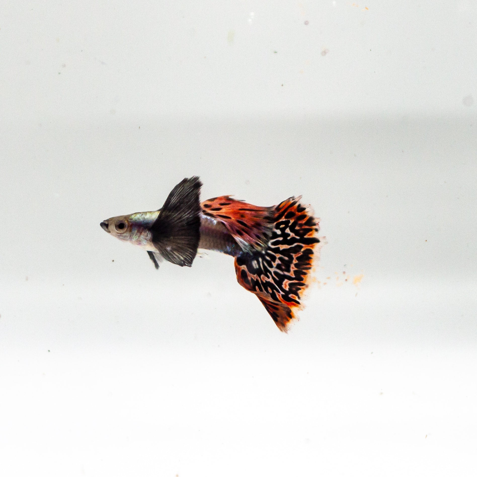 Mosaic Dumbo Ear Guppy | Ryan's Fish Shop