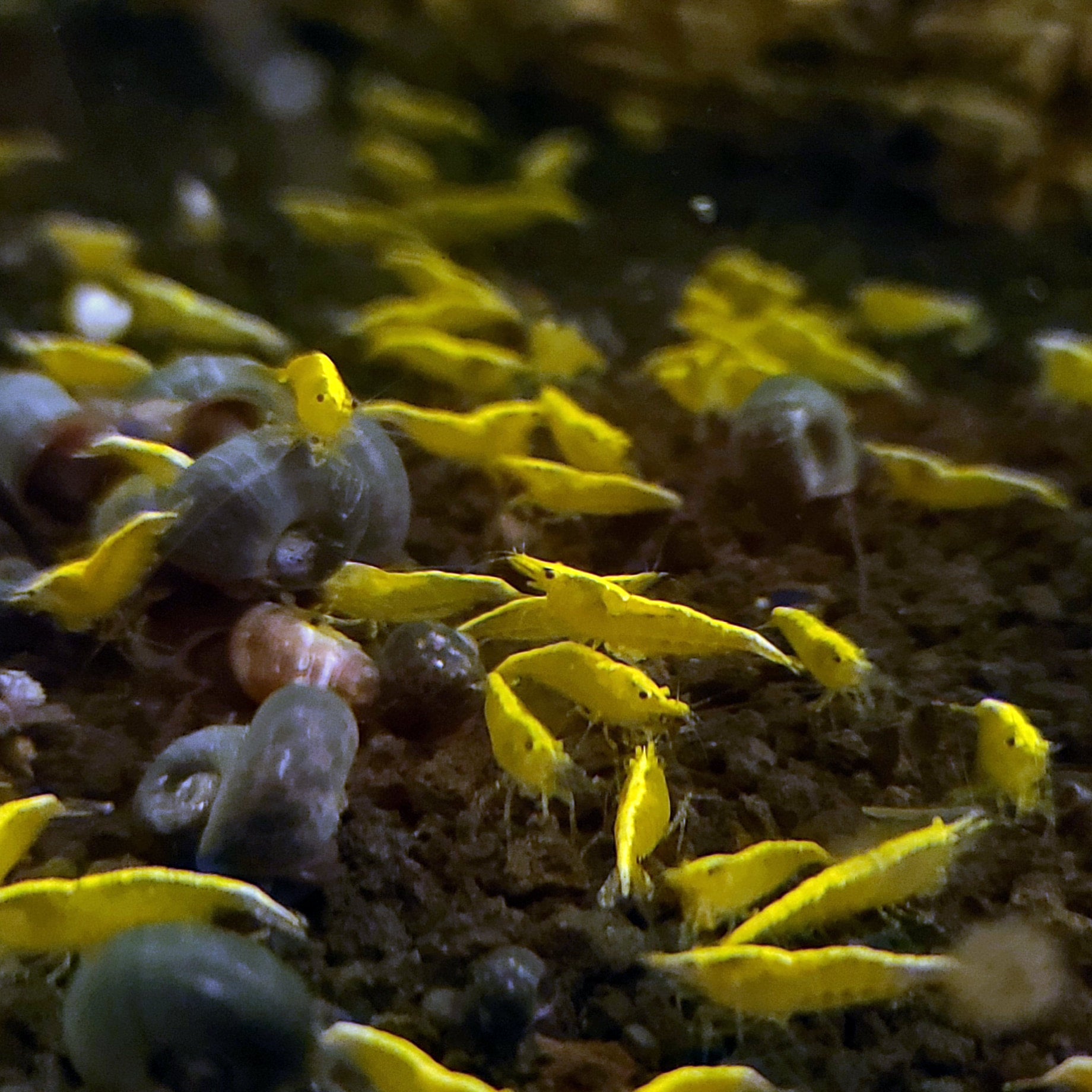 Yellow golden back shrimp (neocaridina davidi) | Ryan's Fish Shop
