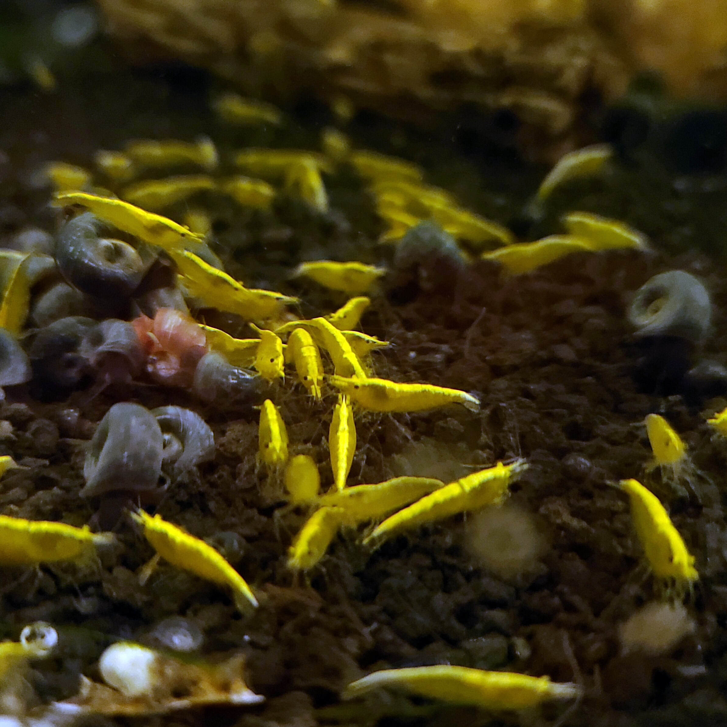 Yellow golden back shrimp (neocaridina davidi) | Ryan's Fish Shop